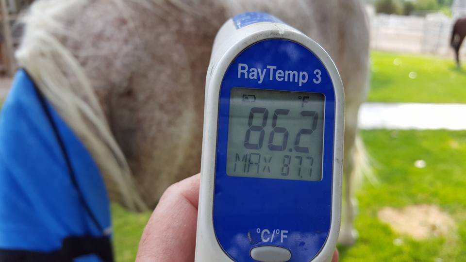 Equi Cool Down Products for Horses and Humans Review by Champion ...