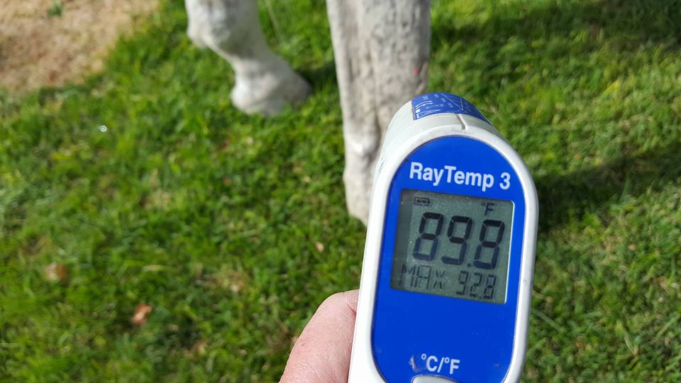 Equi Cool Down Products for Horses and Humans Review by Champion ...