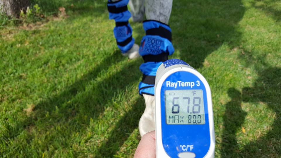 Equi Cool Down Products for Horses and Humans Review by Champion ...