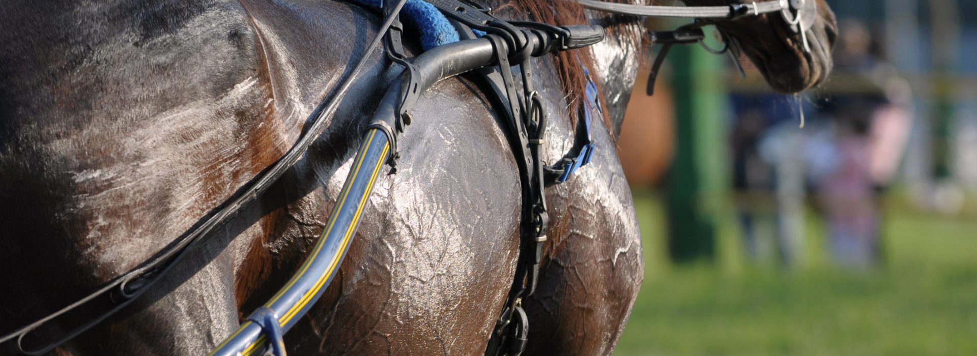 Equi Cool Down – Revolutionary no-hassle instant-cooling products.