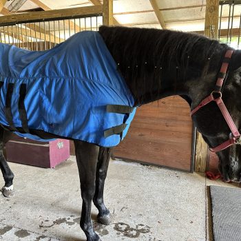 Equi Cool Down – Revolutionary no-hassle instant-cooling products.