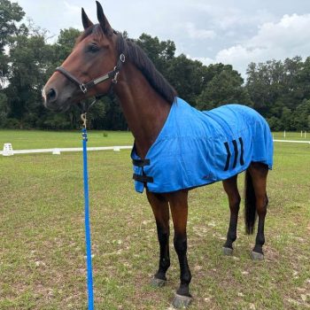 Equi Cool Down – Revolutionary no-hassle instant-cooling products.